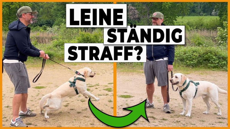 DEIN HUND ZIEHT AN DER LEINE?