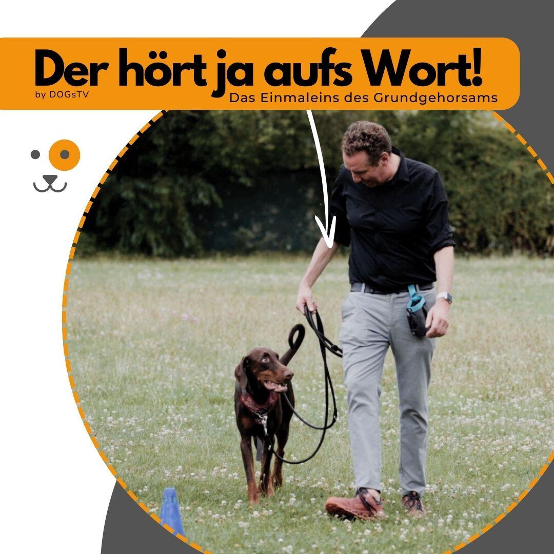 Markieren Hund Abgewohnen